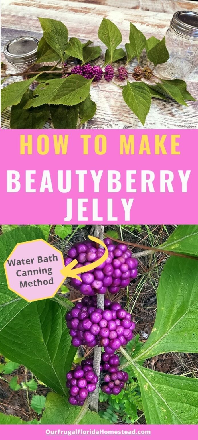 How to Make Beautyberry Jelly - Our Frugal Florida Homestead