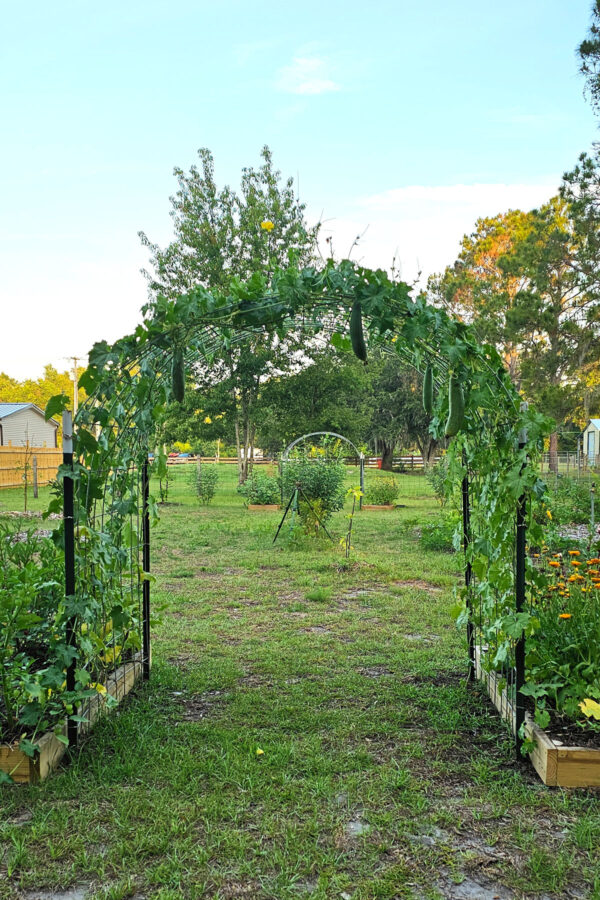 How to Grow Luffa in Your Garden - Our Frugal Florida Homestead