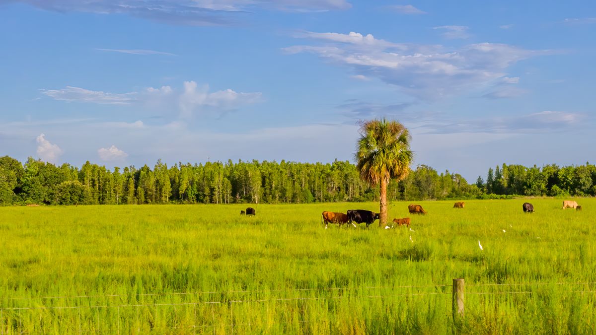My Top 10 Reasons to Homestead in Florida - Our Frugal Florida Homestead