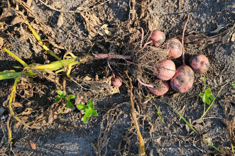 How to Harvest and Store Potatoes - Our Frugal Florida Homestead